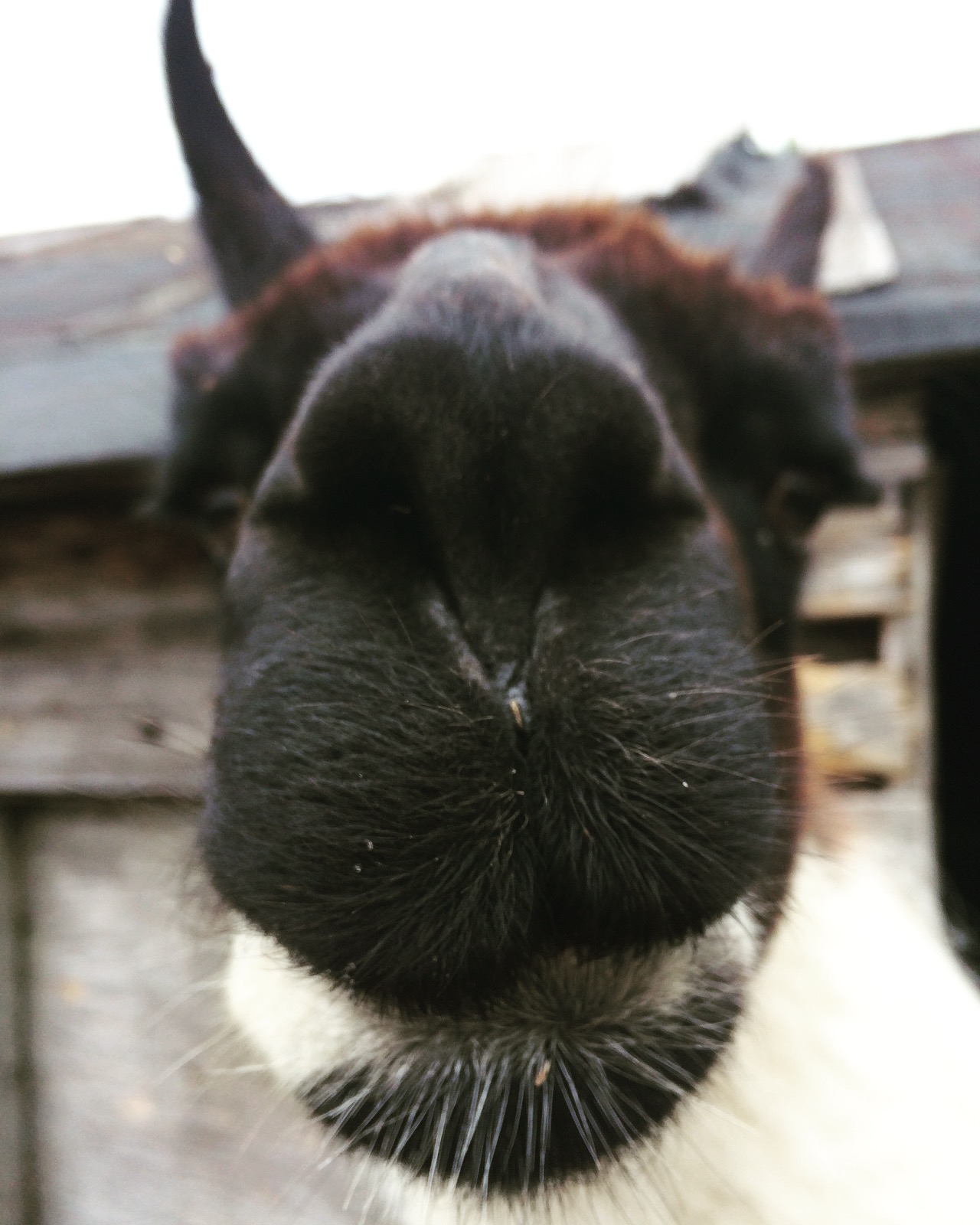 shasta | Animals of the Pacific Northwest