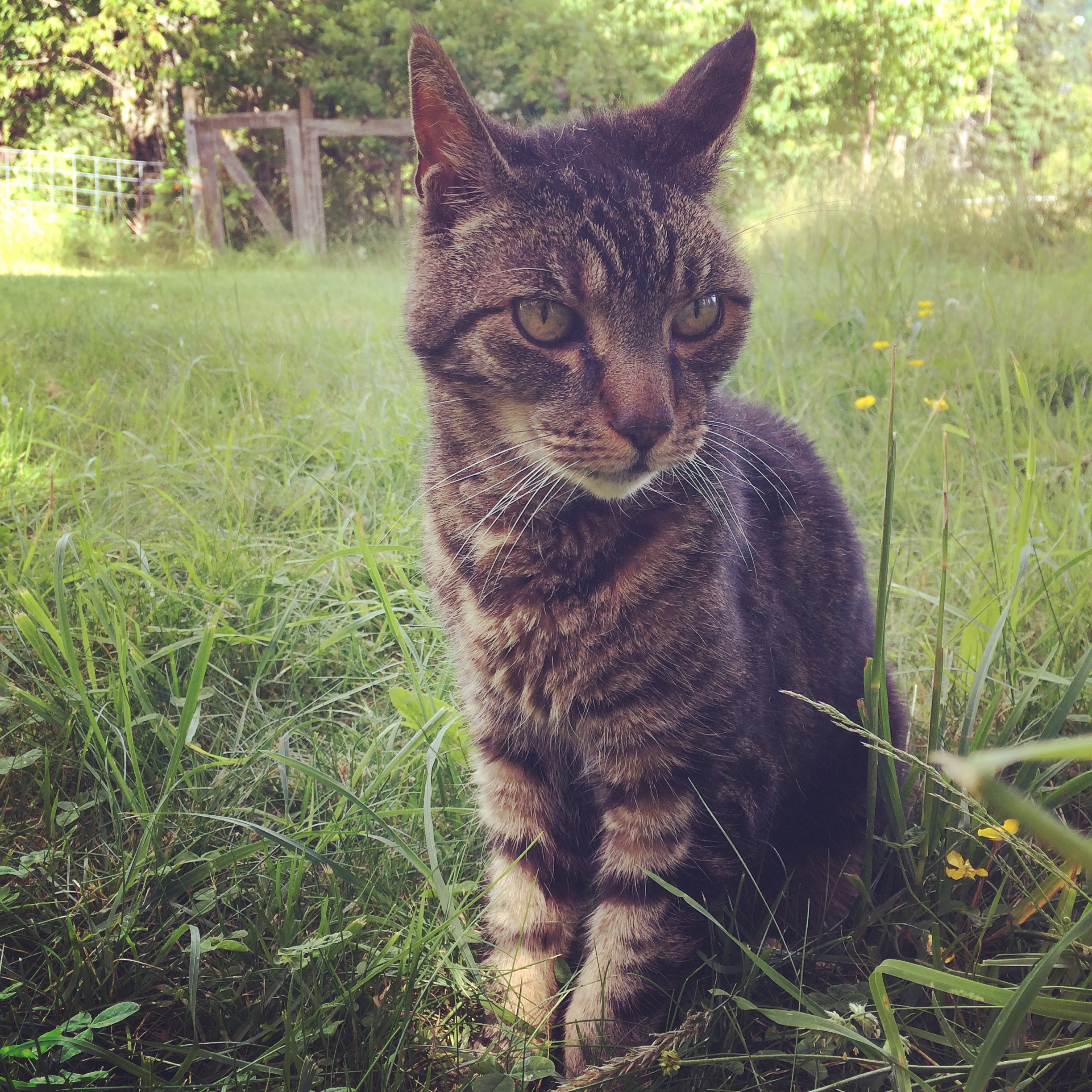 tommy the cat | Animals of the Pacific Northwest