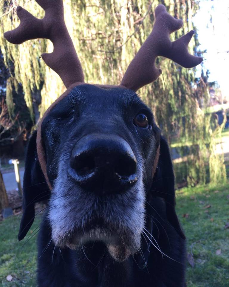 Rooster’s 7th Gotcha Day! | Animals of the Pacific Northwest