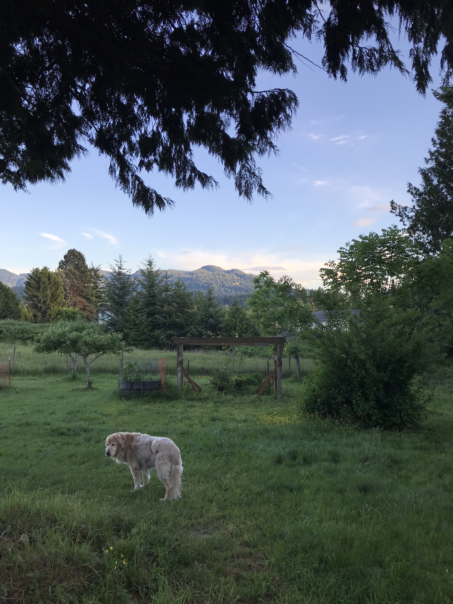 IMG_2965 | Animals of the Pacific Northwest