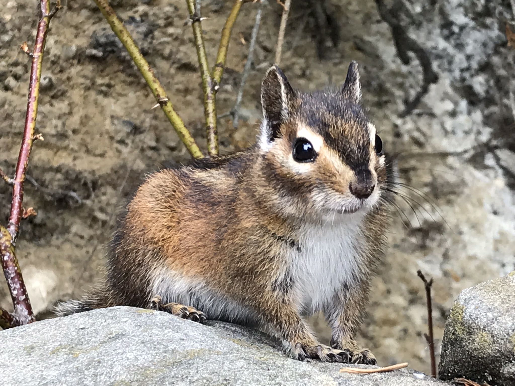 IMG_3080 | Animals of the Pacific Northwest