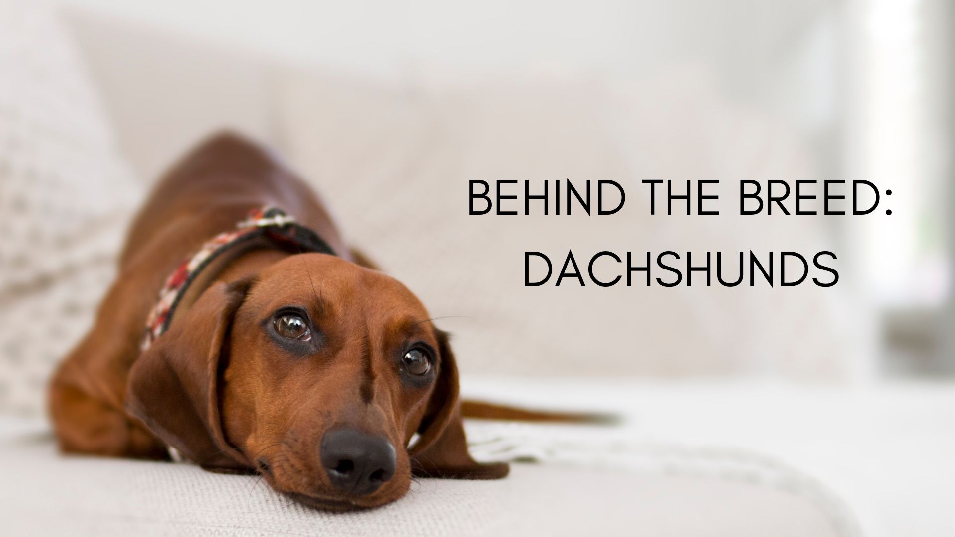 Behind the Breed: Dachshunds – Animals of the Pacific Northwest