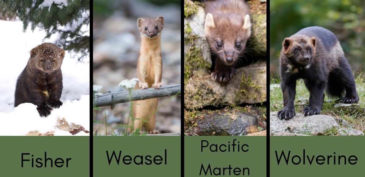 Fishers Of The Pacific Northwest Animals Of The Pacific Northwest