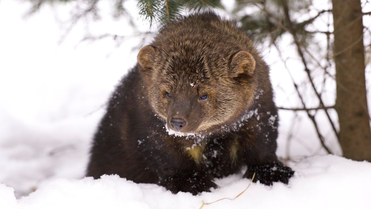 fisher | Animals of the Pacific Northwest