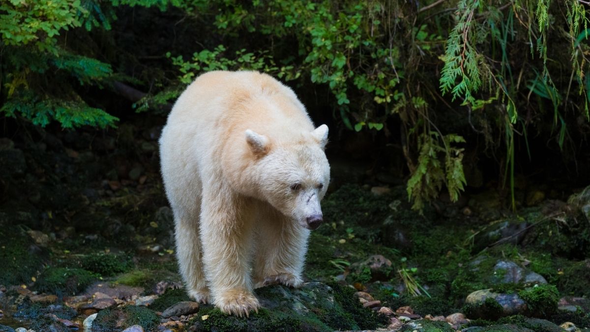 Spirit Bear Cover Animals Of The Pacific Northwest