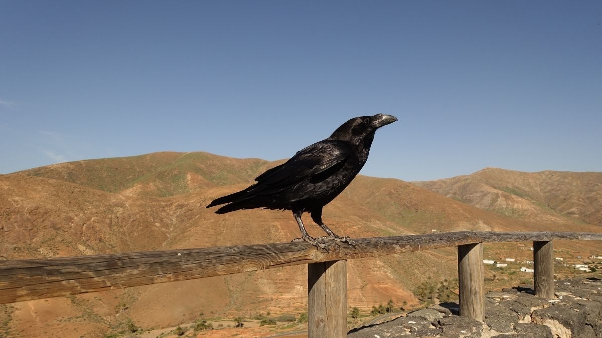 crows-ravens | Animals of the Pacific Northwest