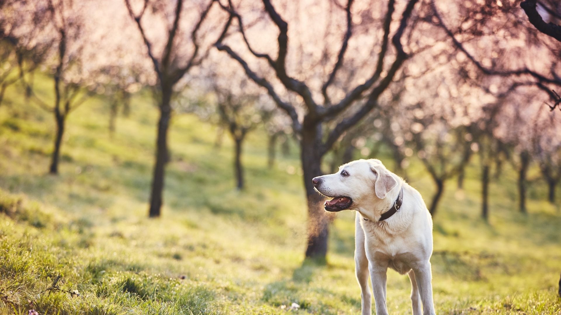 spring pets | Animals of the Pacific Northwest